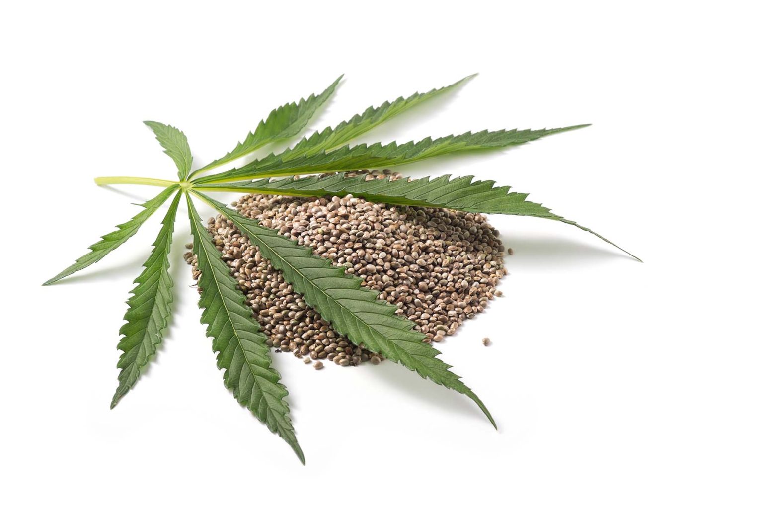 2025 New Hemp Regulations in South Africa: A Mixed Bag for Farmers and